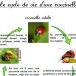 Livret éducatif cahier activités pédagogiques plus de 60 pages thème ...