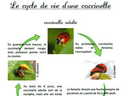 [PDF] Un cahier d'activités spécial Printemps à télécharger (printable)